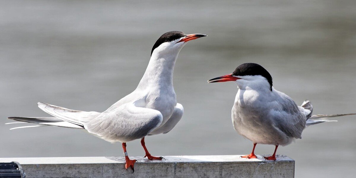 Common Terns at Royal Quays Marina | boatfolk