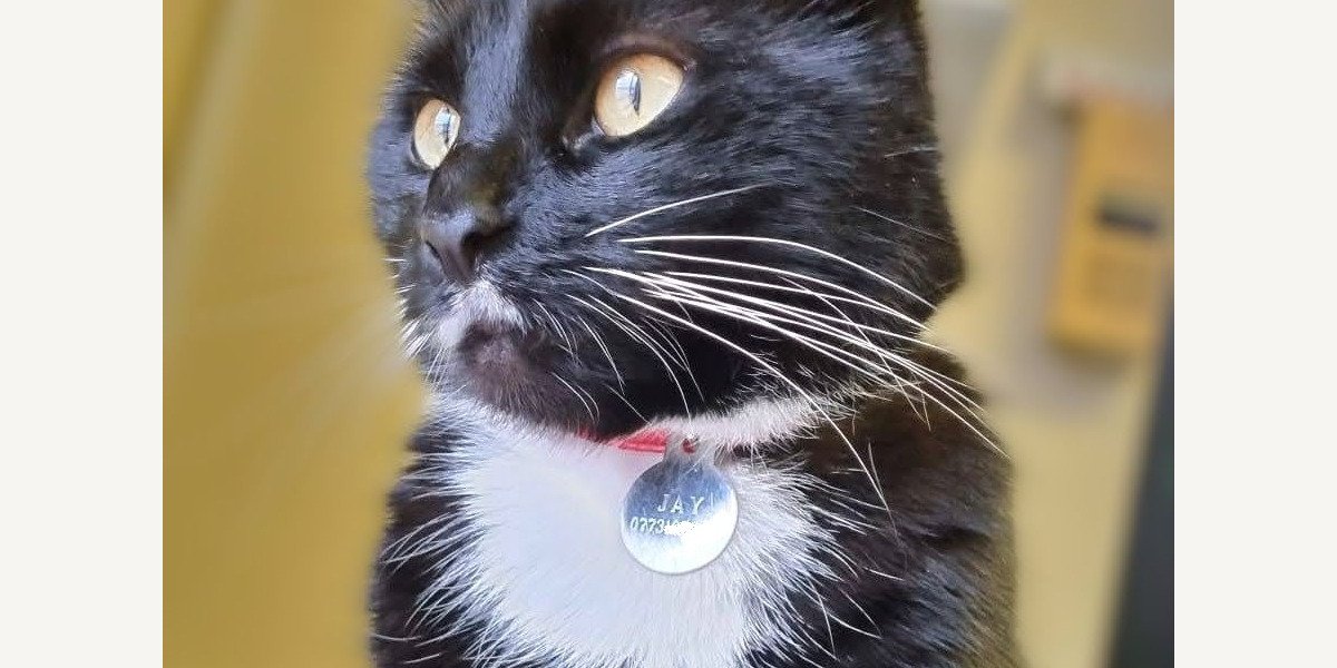 Meet Jay the Cat | boatfolk