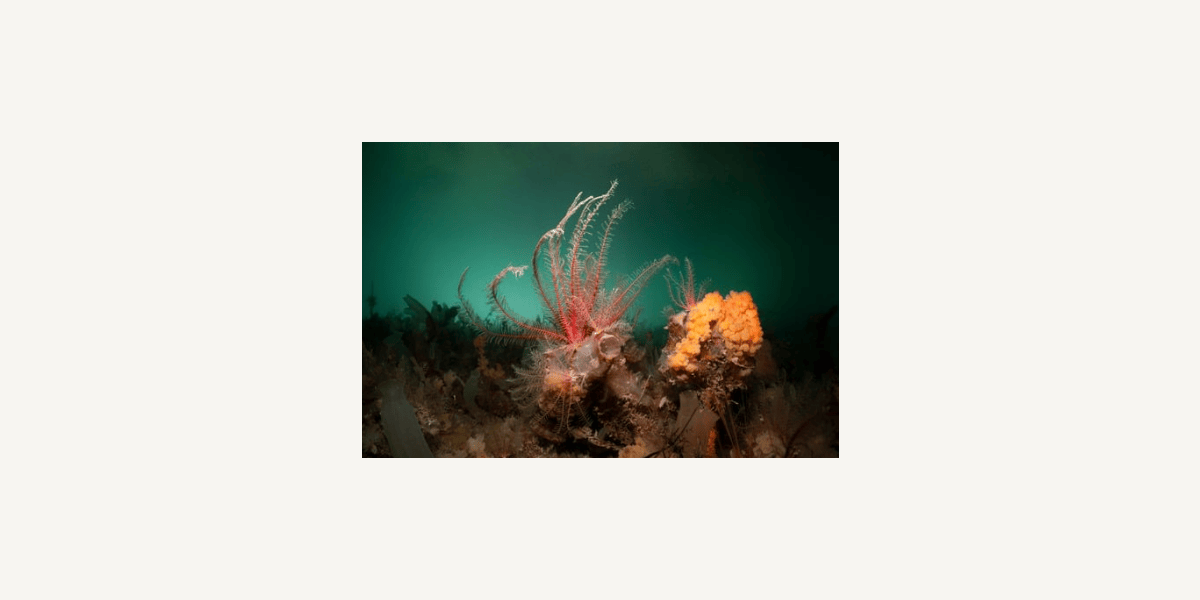 Understanding the rosy feather star | boatfolk