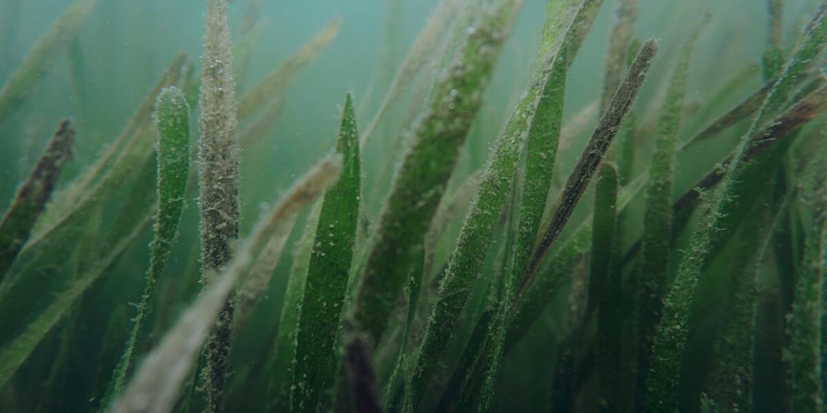 Seagrass awareness month | boatfolk